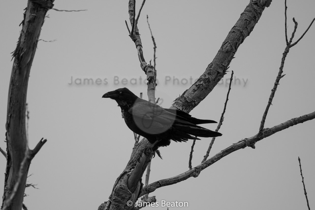 James Beaton Photography