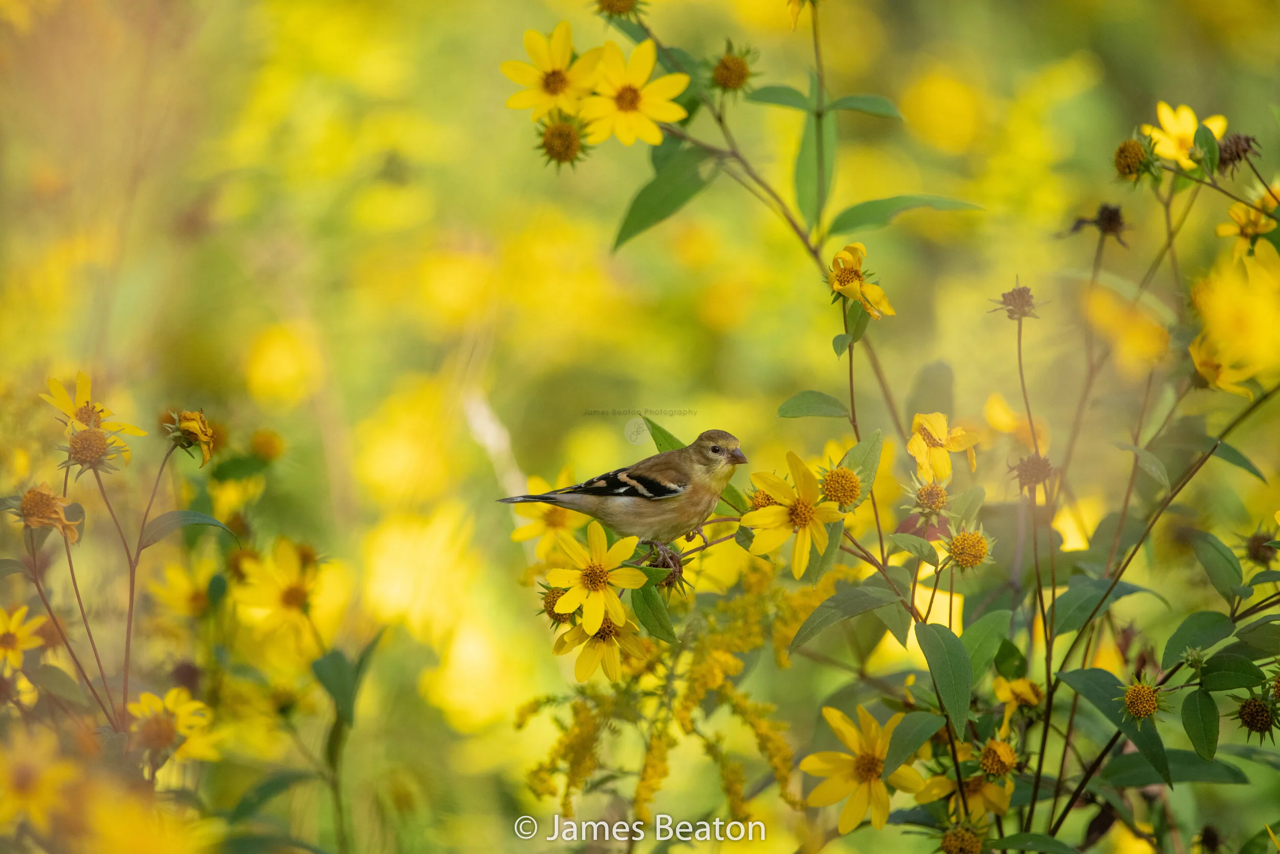 James Beaton Photography