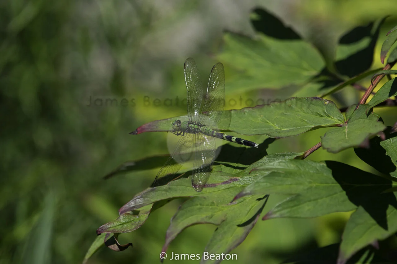 Closer — James Beaton Photography