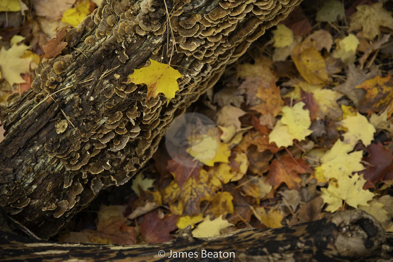 Closer — James Beaton Photography