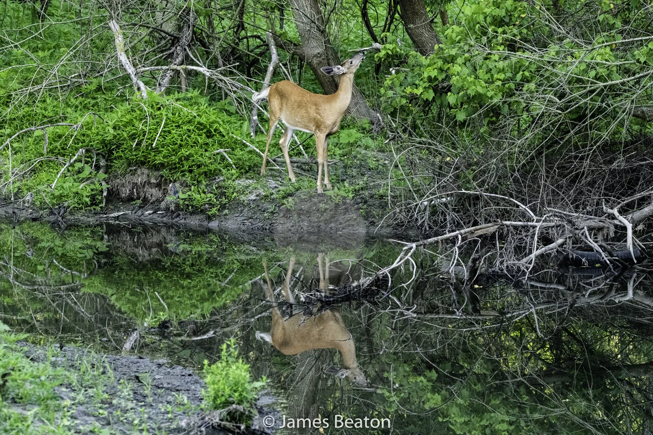 Deer — James Beaton Photography