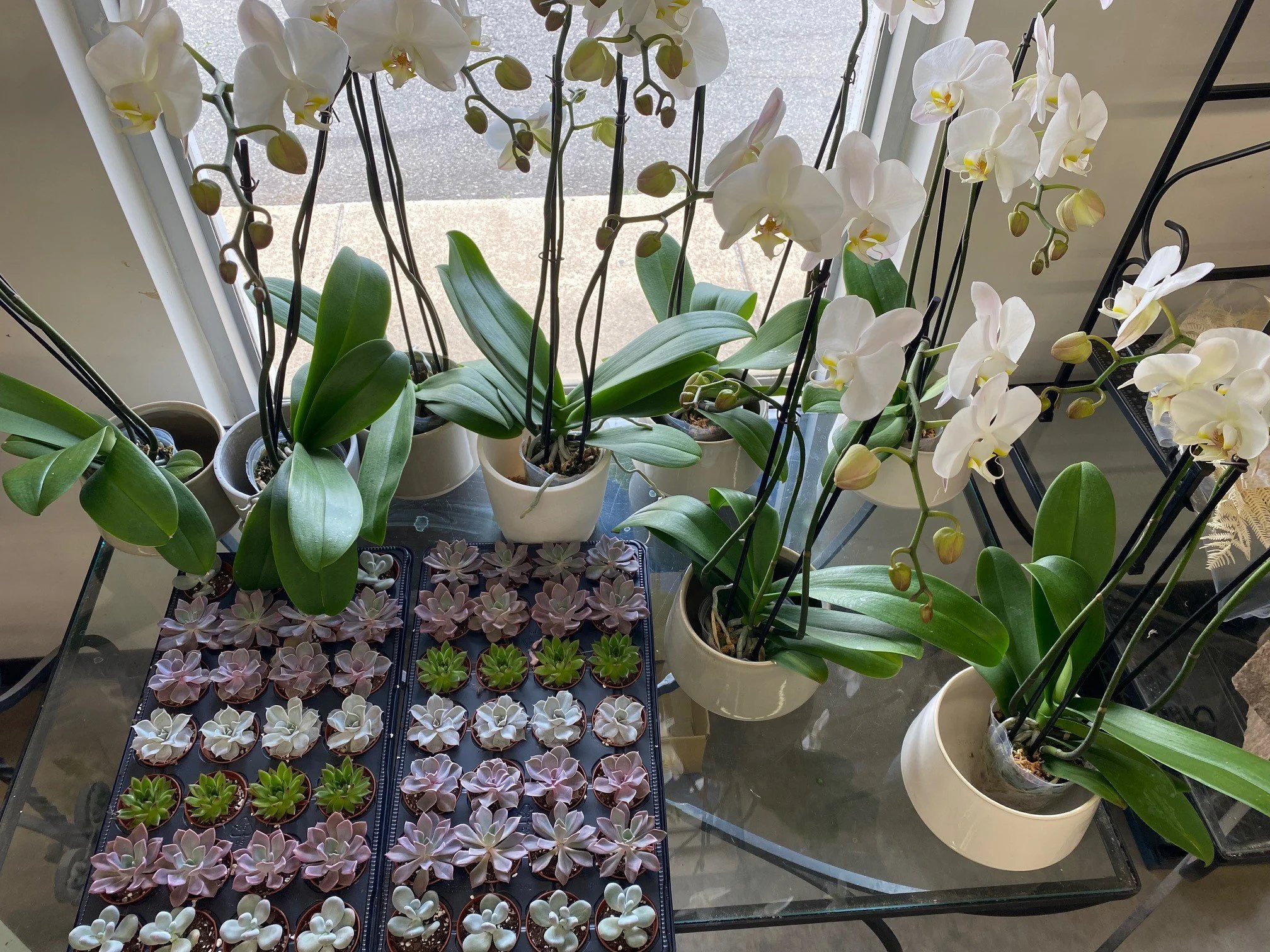 Products — Derita Floral Supply Co.