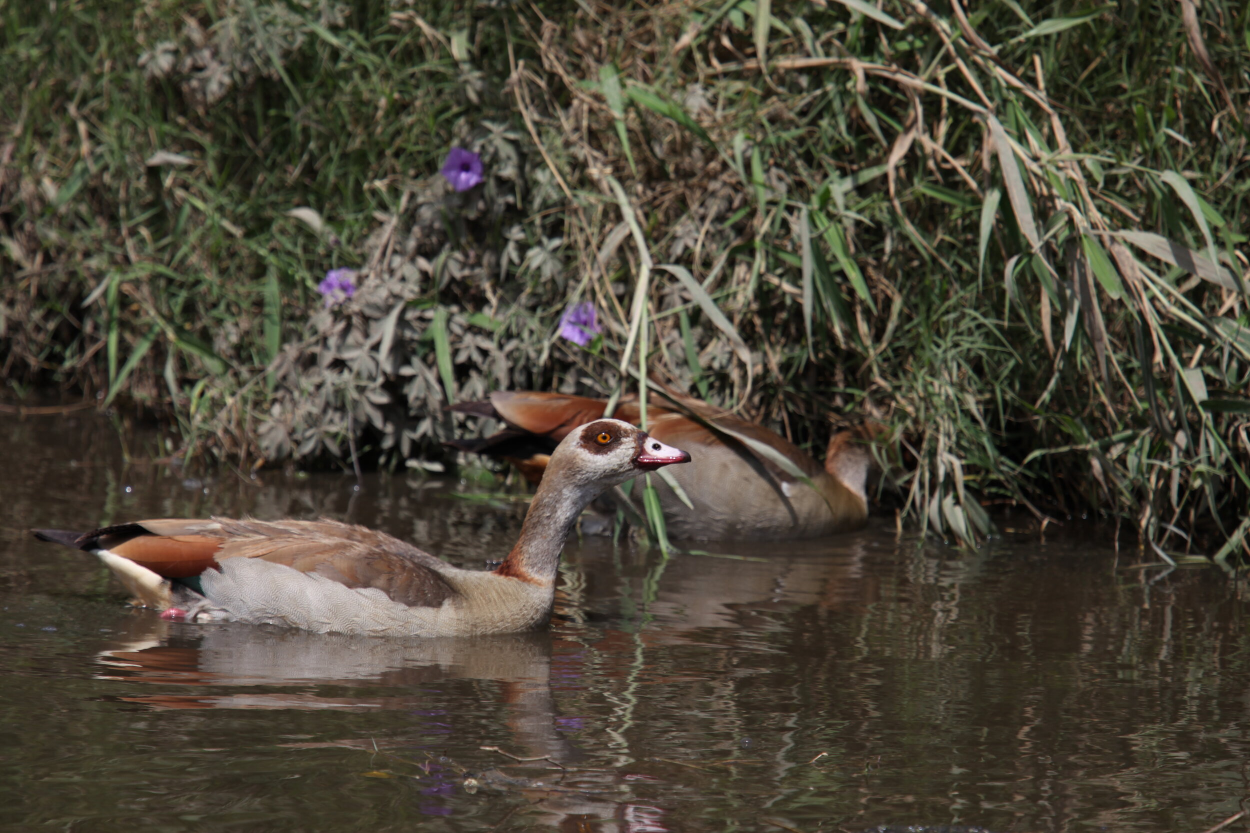 Research — Hubert Cheung x Conservation