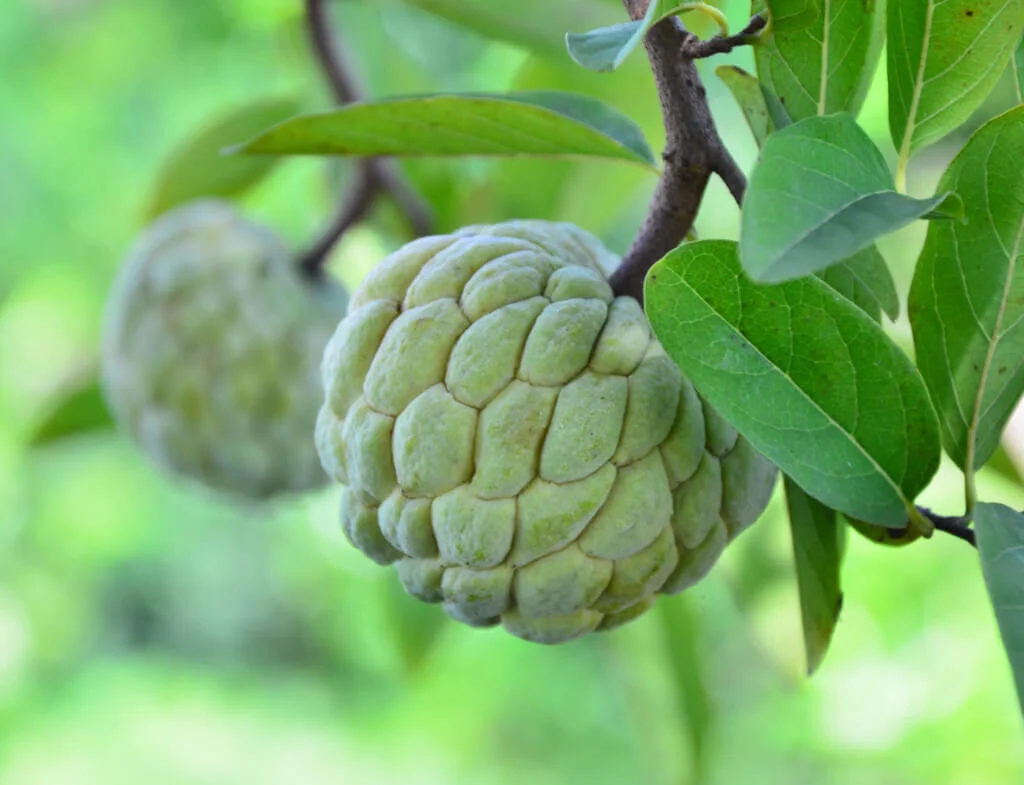 Sugar Apple — MG-Peltier Ventures