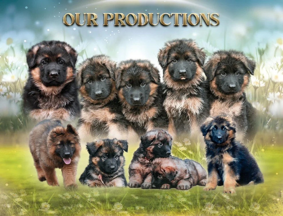 Vom Cronje Haus German Shepherds | German Shepherd Top Pedigree Puppies