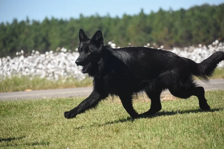 Vom Cronje Haus German Shepherds | German Shepherd Top Pedigree Puppies