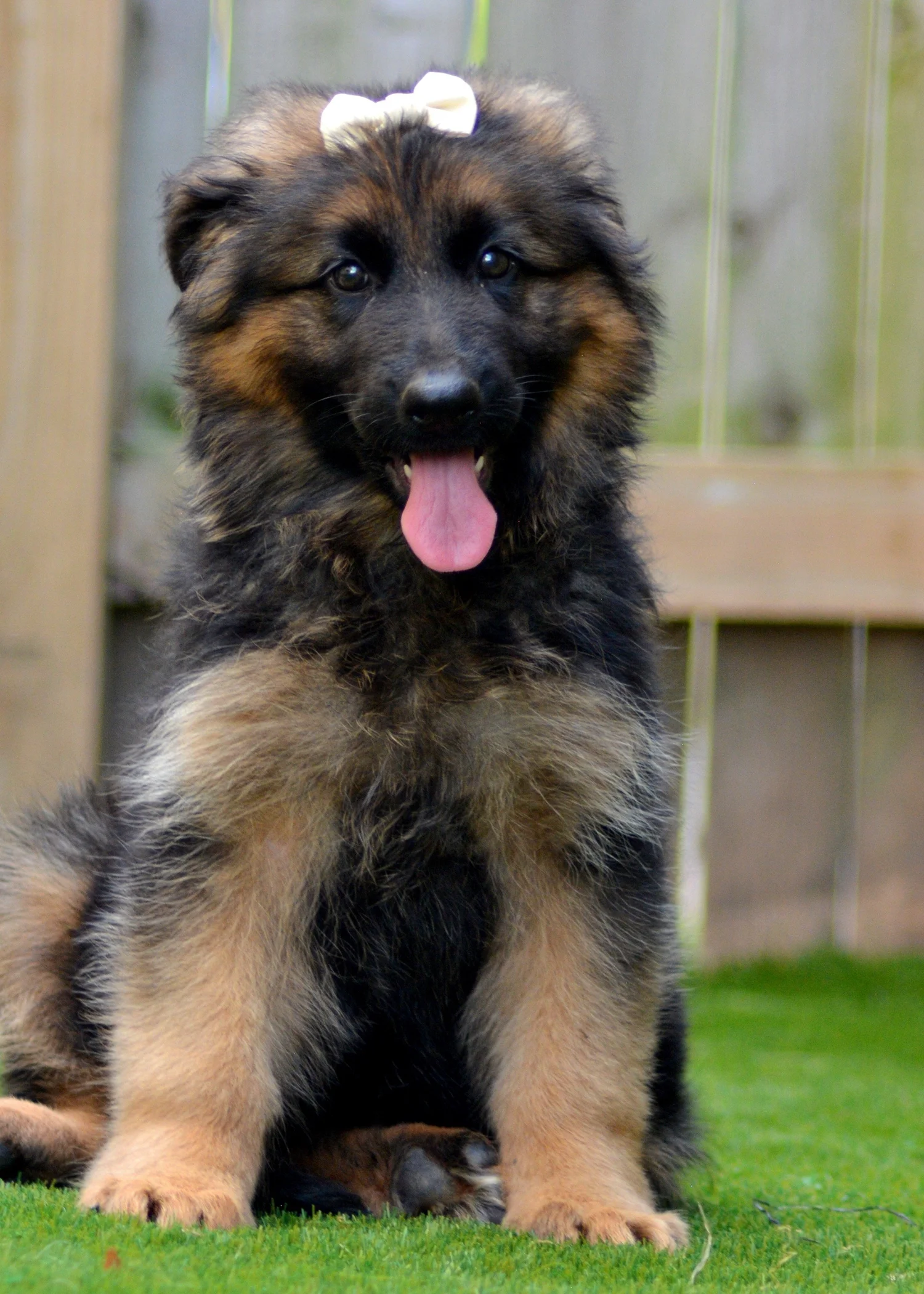Vom Cronje Haus German Shepherds | German Shepherd Top Pedigree Puppies