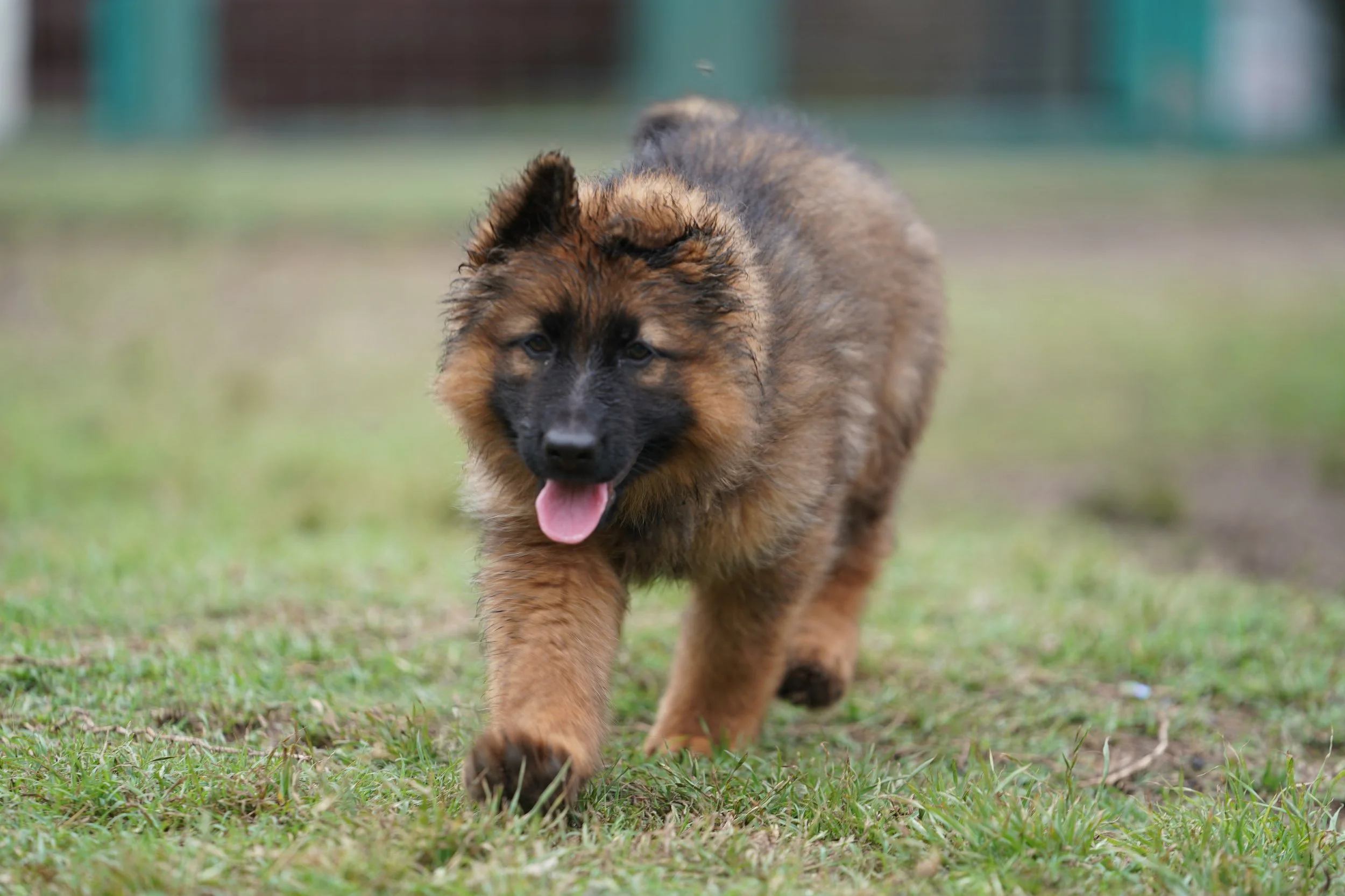 Brown German Shepherds Puppies