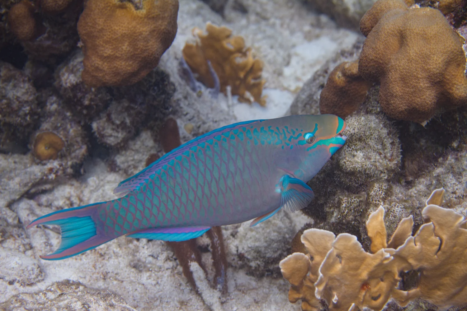 Education — The Reef Institute