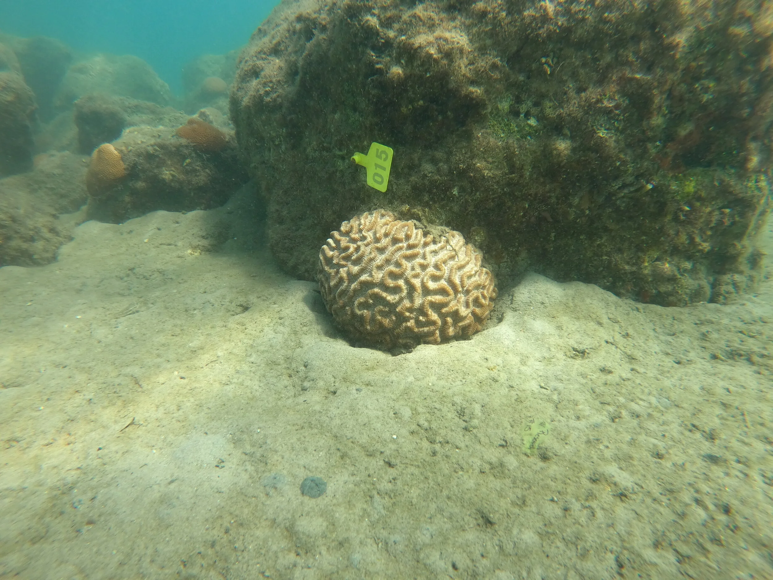 Peanut Island Coral Project — The Reef Institute