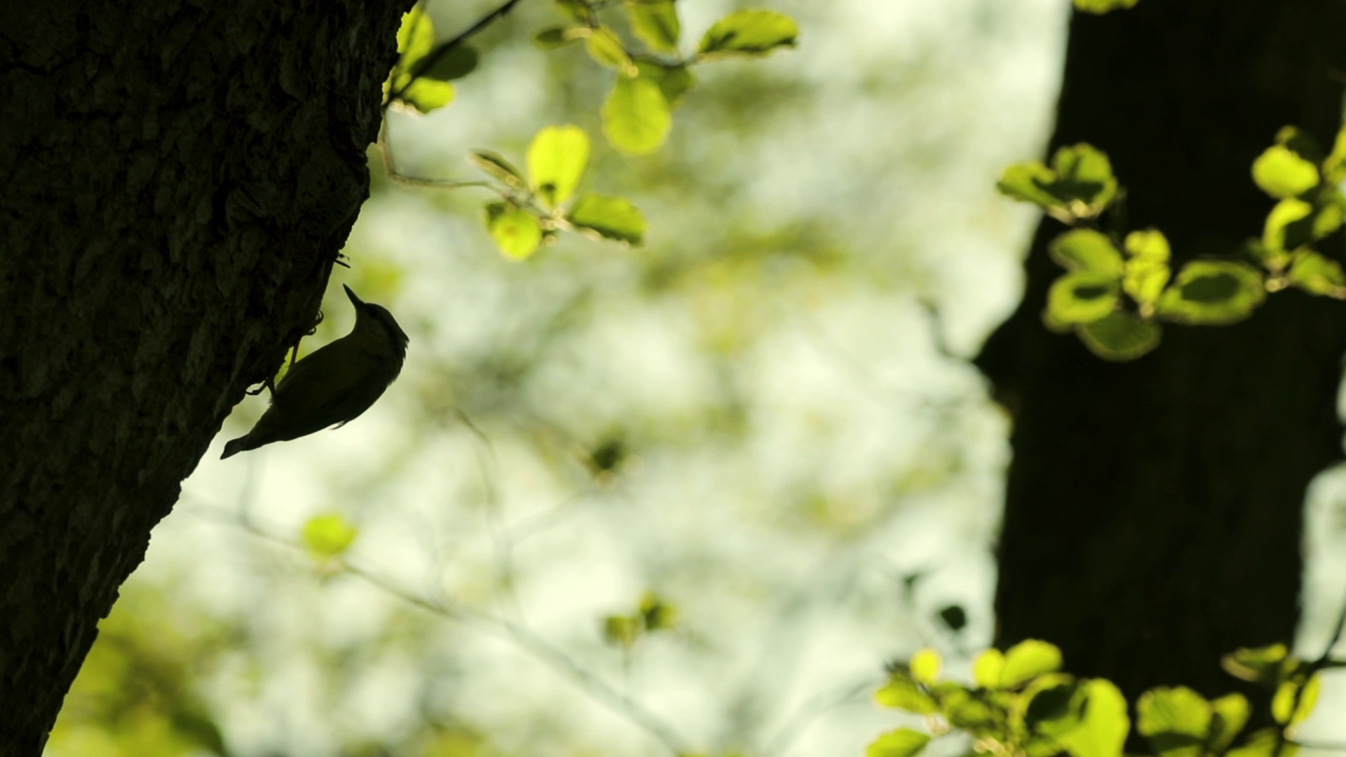 Films — Gamander López