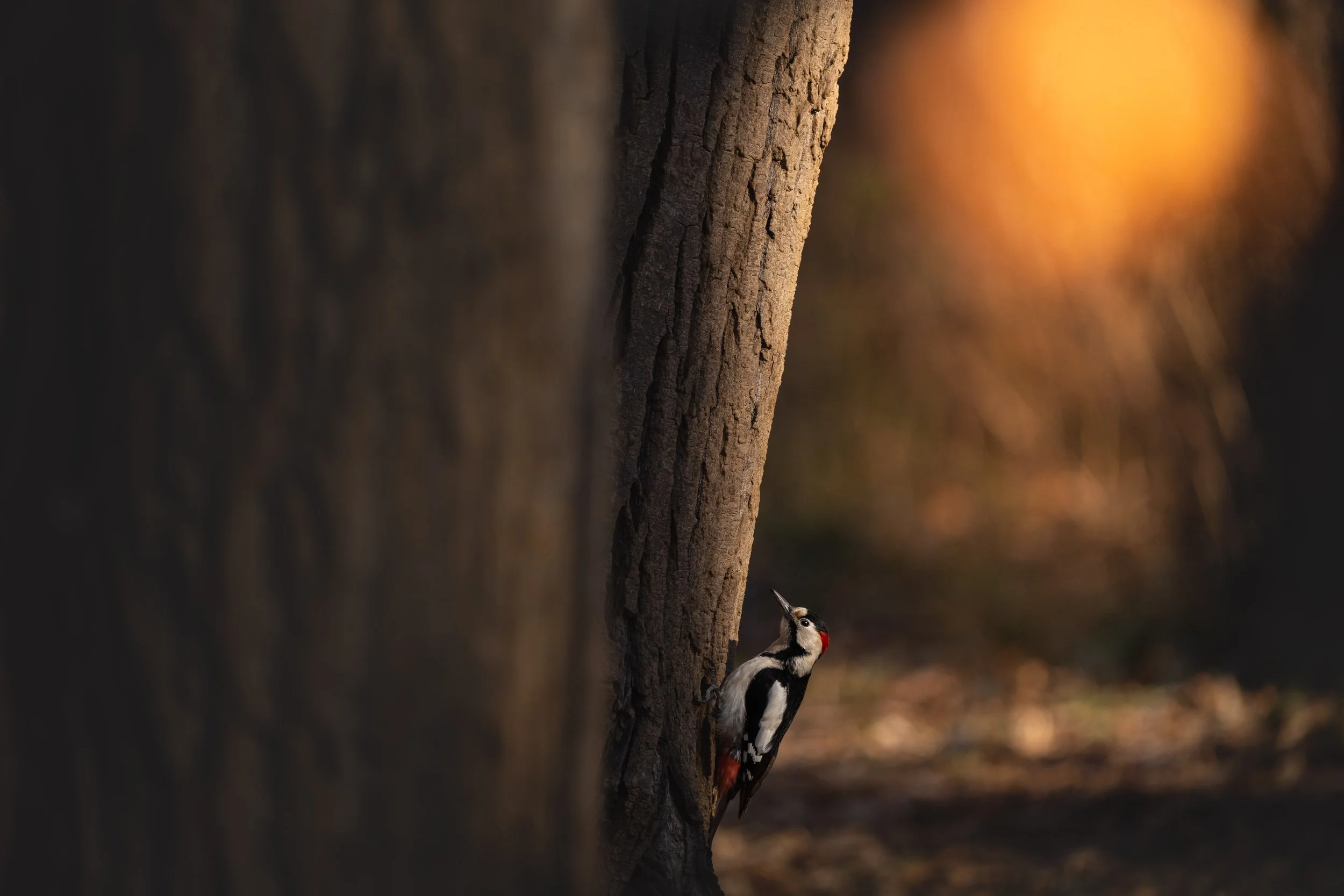 Gallery — Gamander López