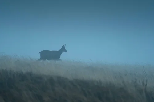 Mammals — Gamander López