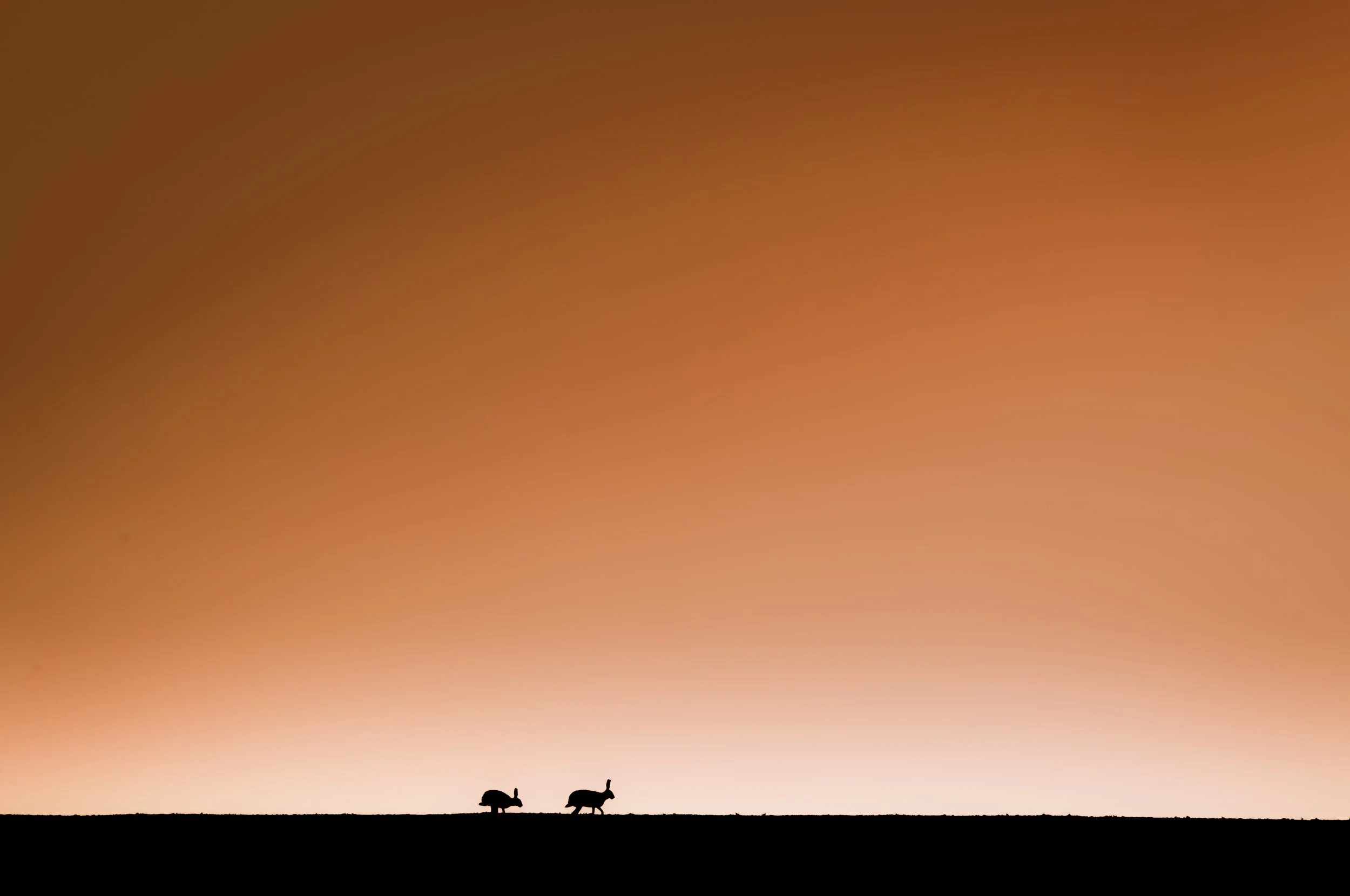 Gallery — Gamander López