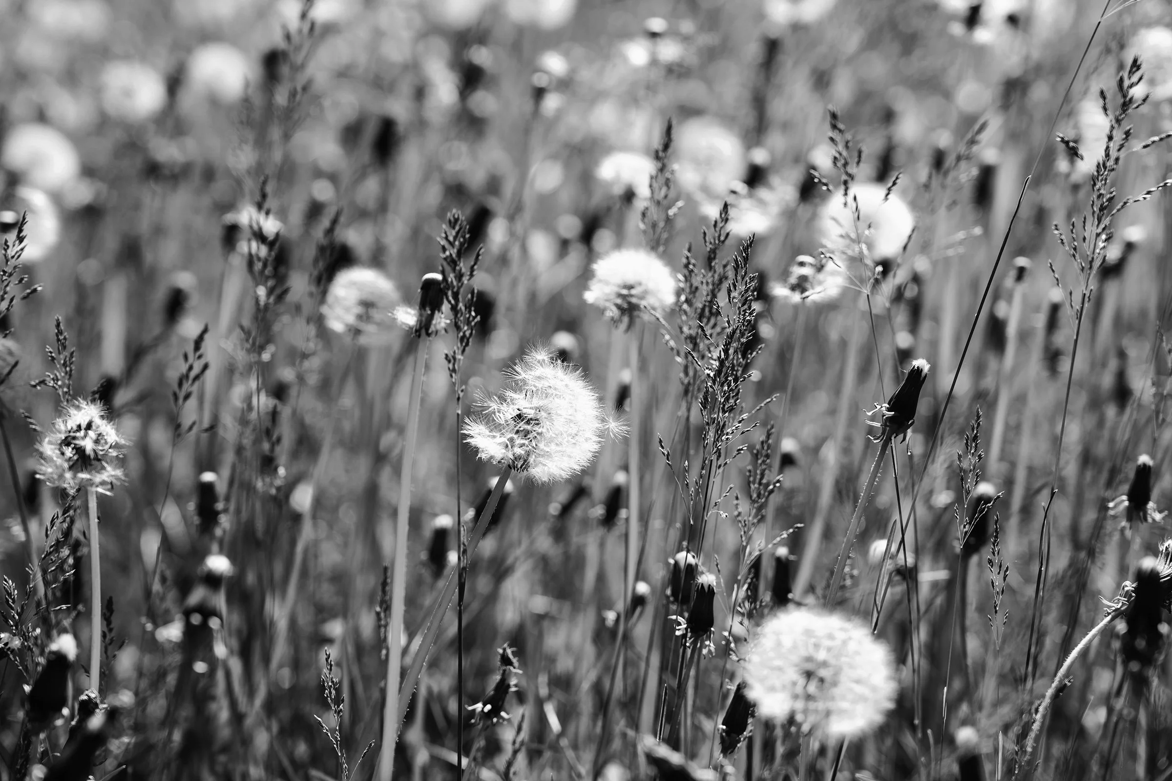 Britta the Photographer — Meet Britta