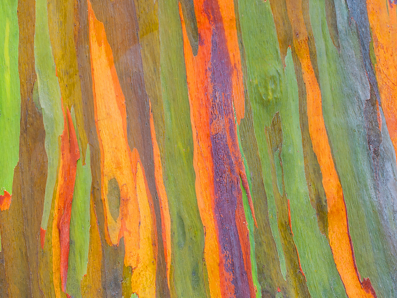 What Are Viscose, Modal, and Lyocell Fibers? — SCI – Sport Casuals ...