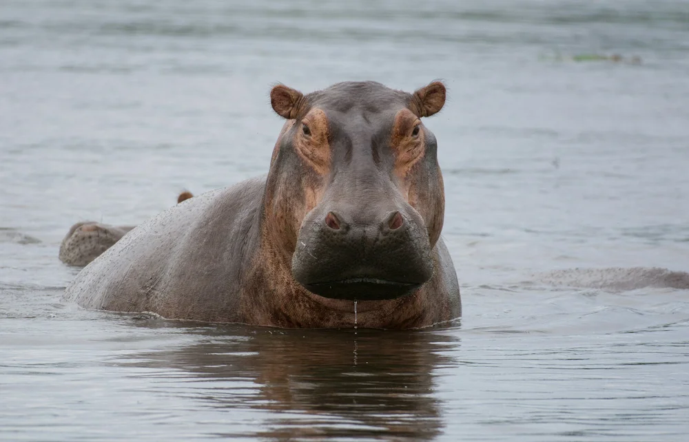 World Hippo Day — Environmental Alliance