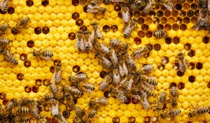 World Bee Day — Environmental Alliance