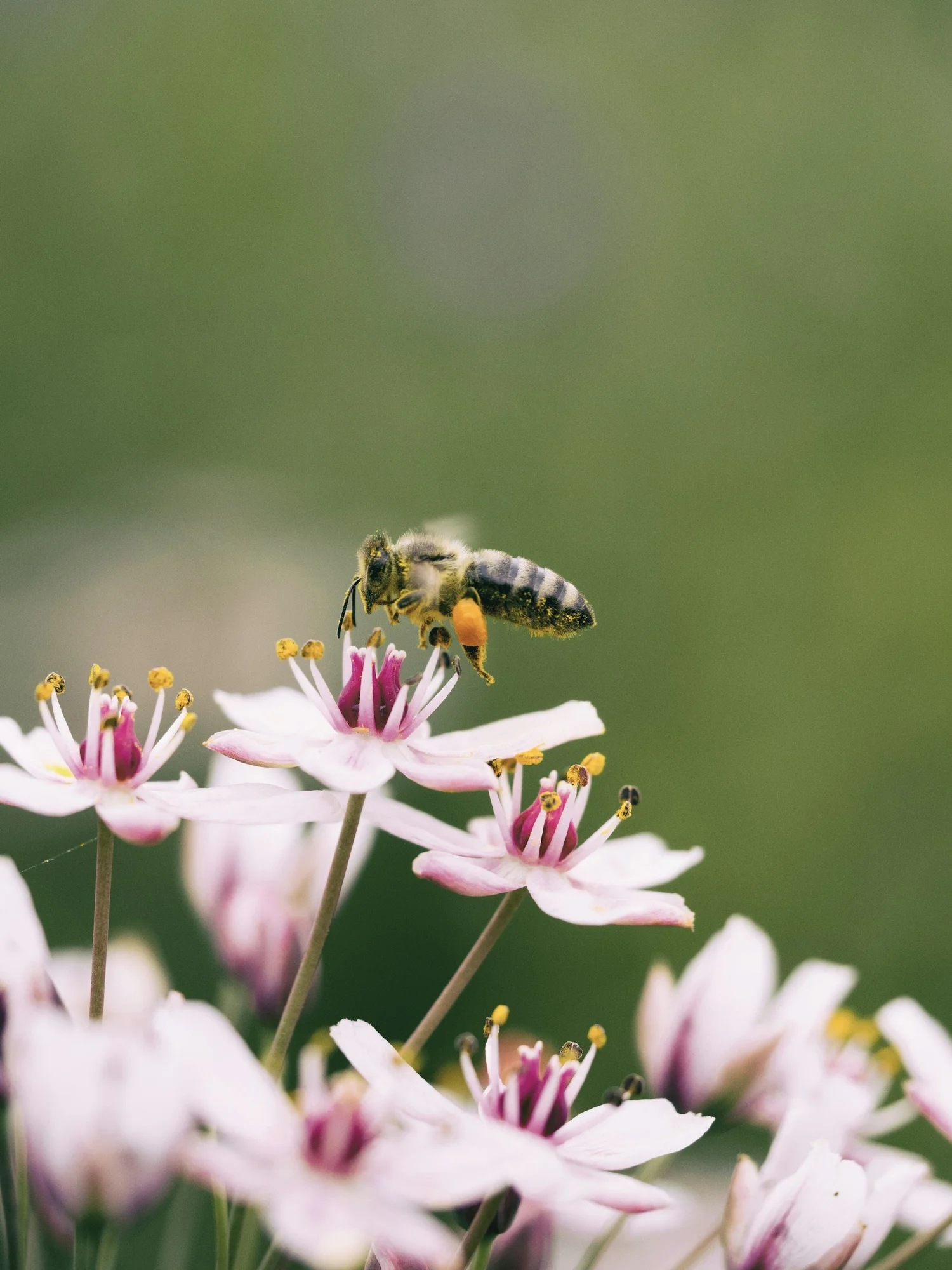 World Bee Day — Environmental Alliance
