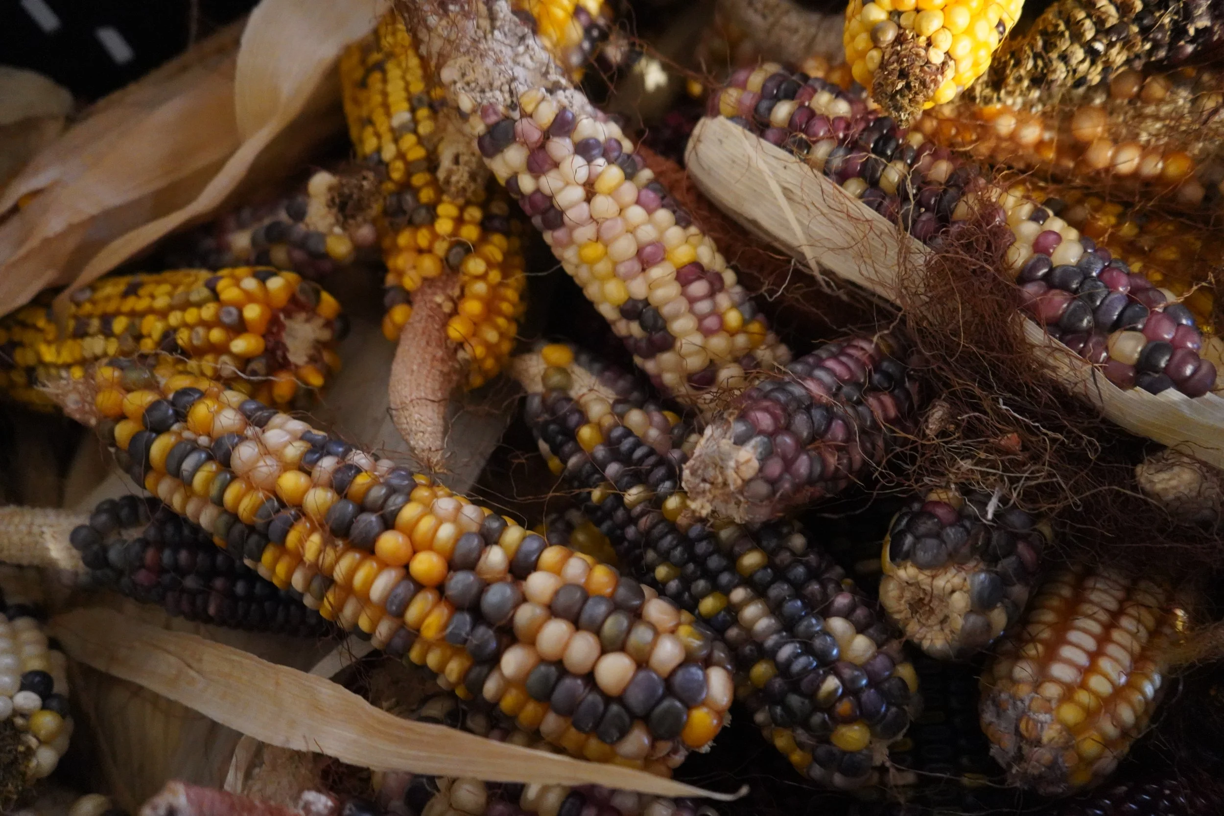 Michael Fields Agricultural Institute