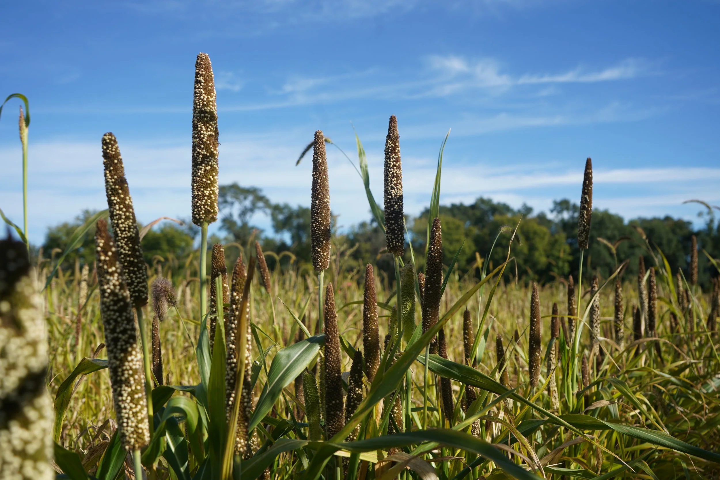 Our Team — Michael Fields Agricultural Institute