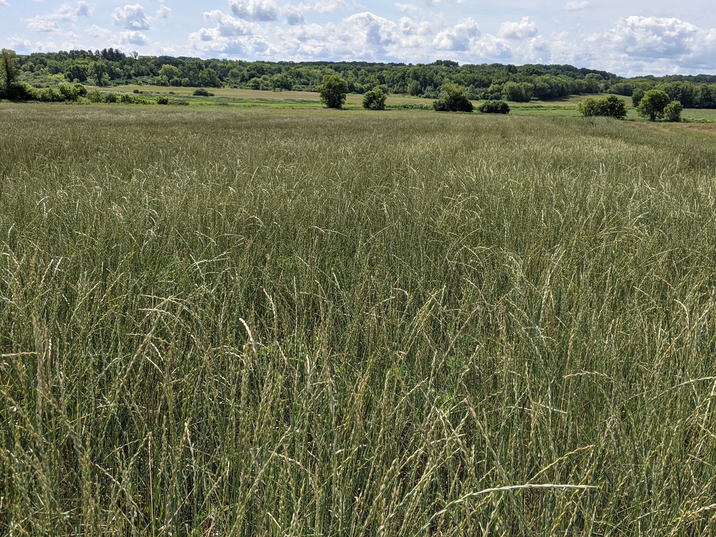 Kernza — Michael Fields Agricultural Institute
