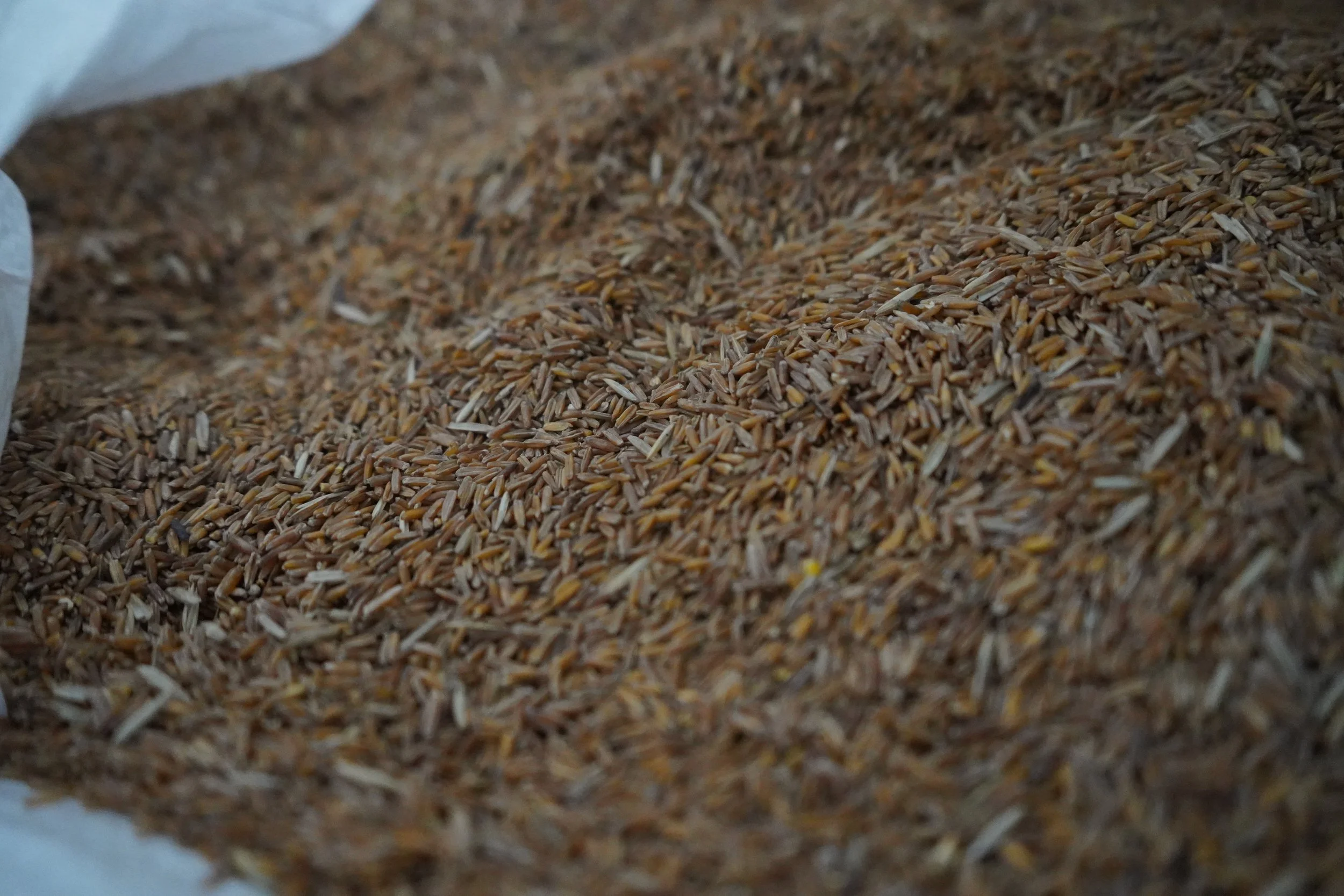 Kernza® Research — Michael Fields Agricultural Institute