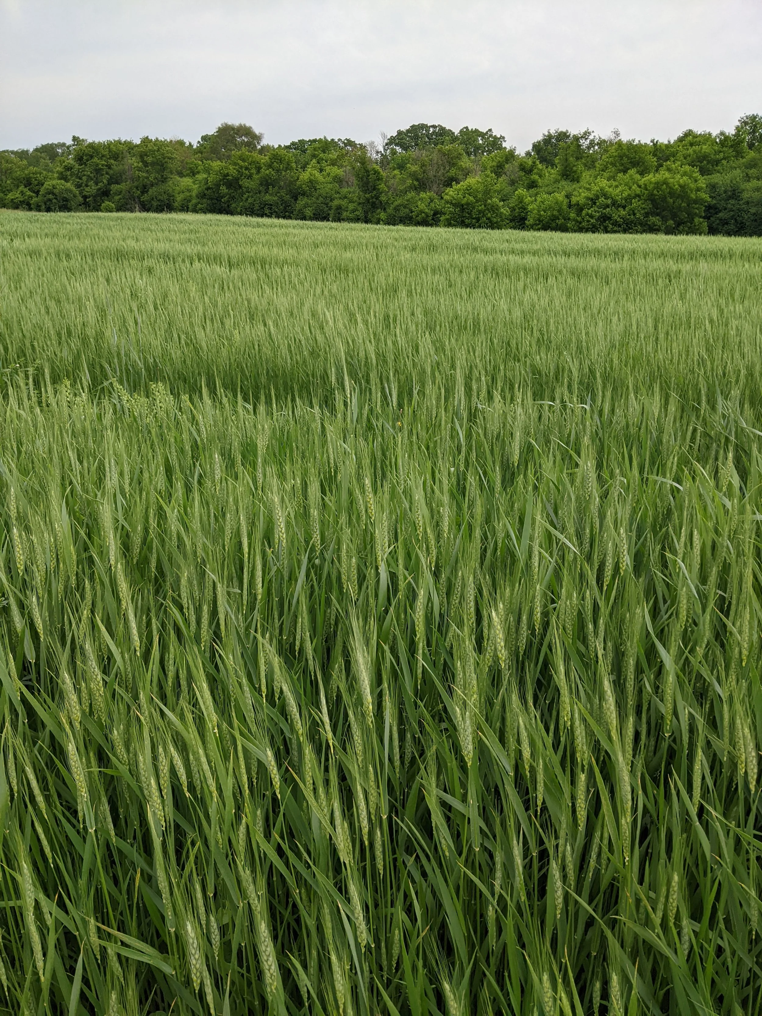 Michael Fields Agricultural Institute