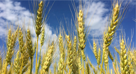 Food-Grade Grains — Michael Fields Agricultural Institute