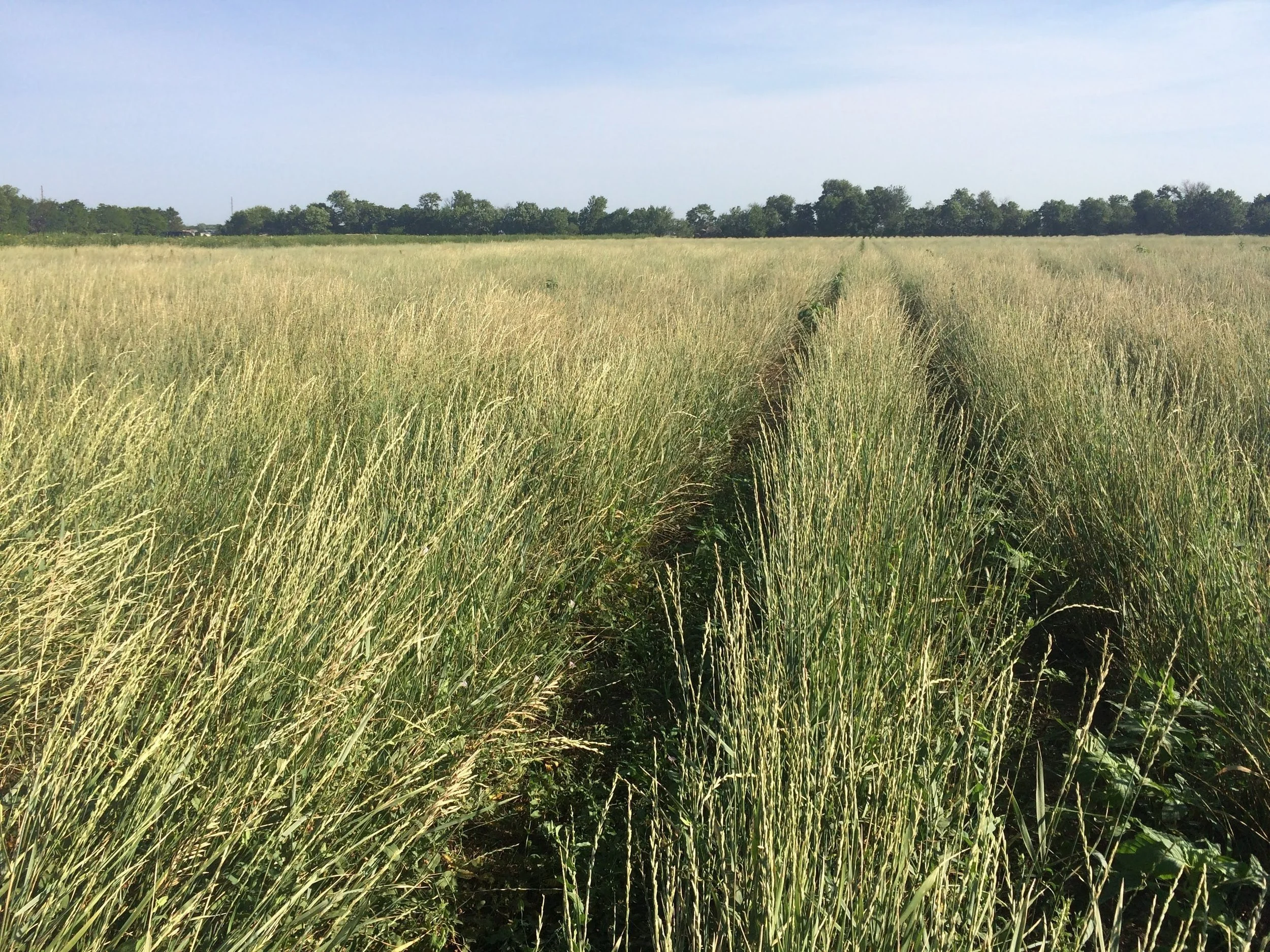 Kernza — Michael Fields Agricultural Institute
