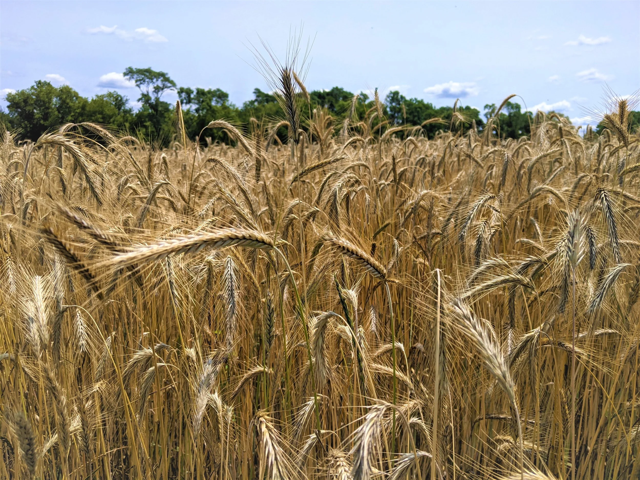 Michael Fields Agricultural Institute