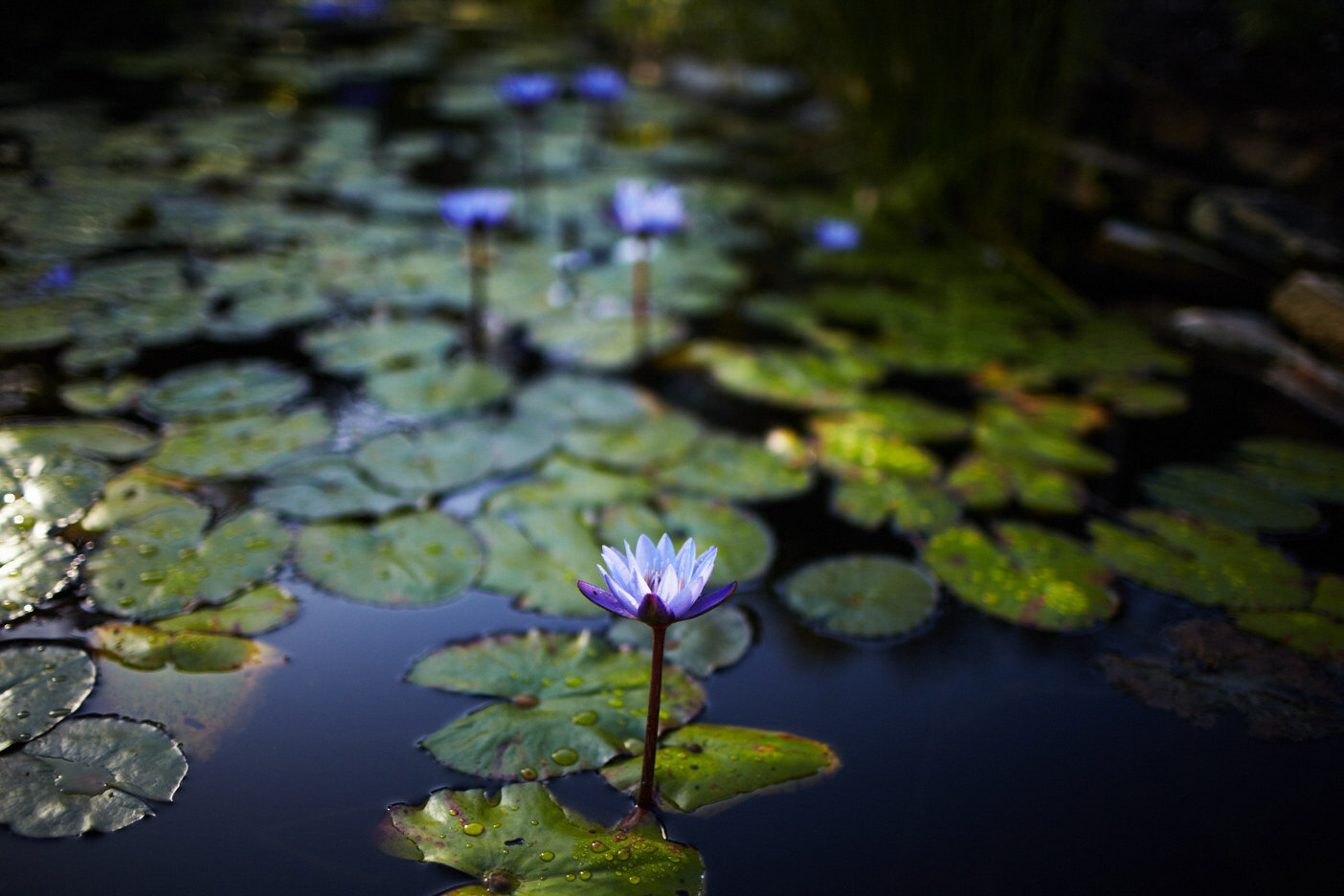 Massotherapist, Bay Village, Ohio | Holistic Massotherapy