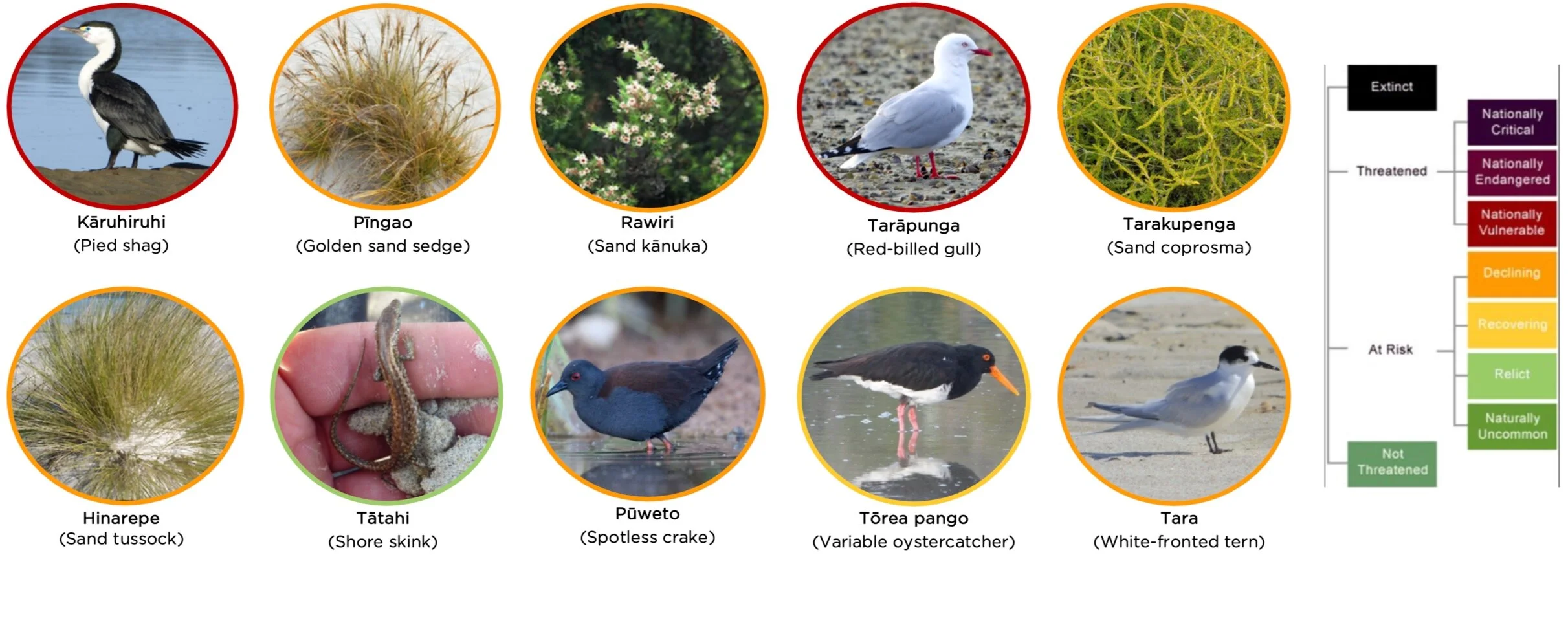 Taonga species — Conservation Coast