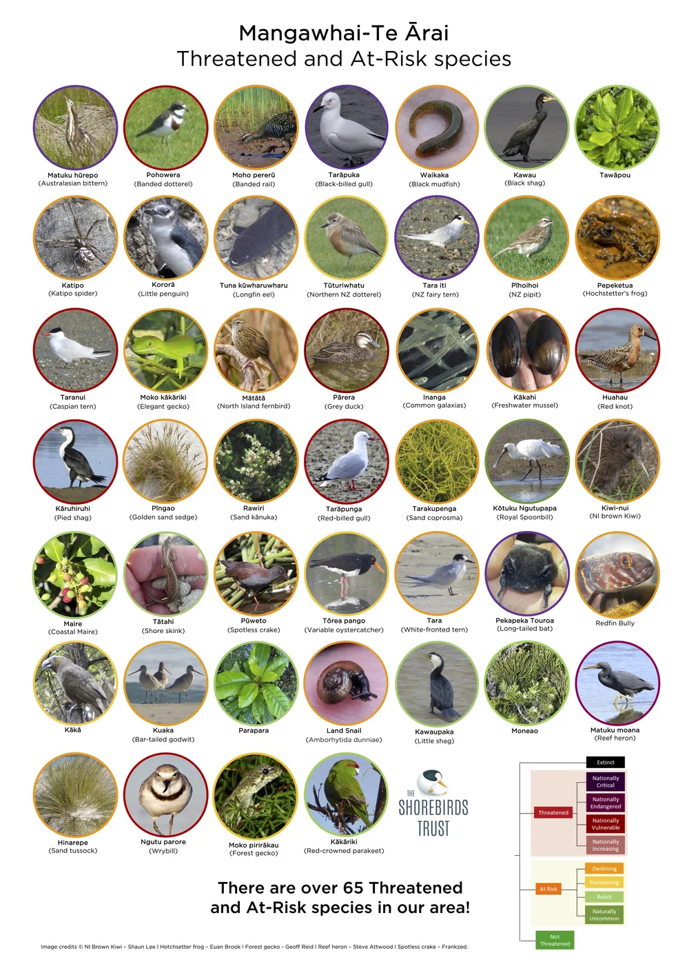 Taonga species — Conservation Coast