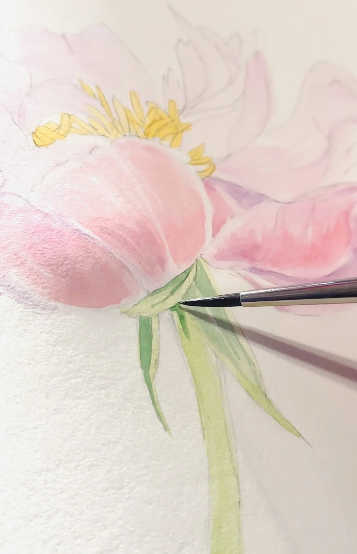 How to Paint Watercolor Peonies — The Last Pigment | Watercolor ...