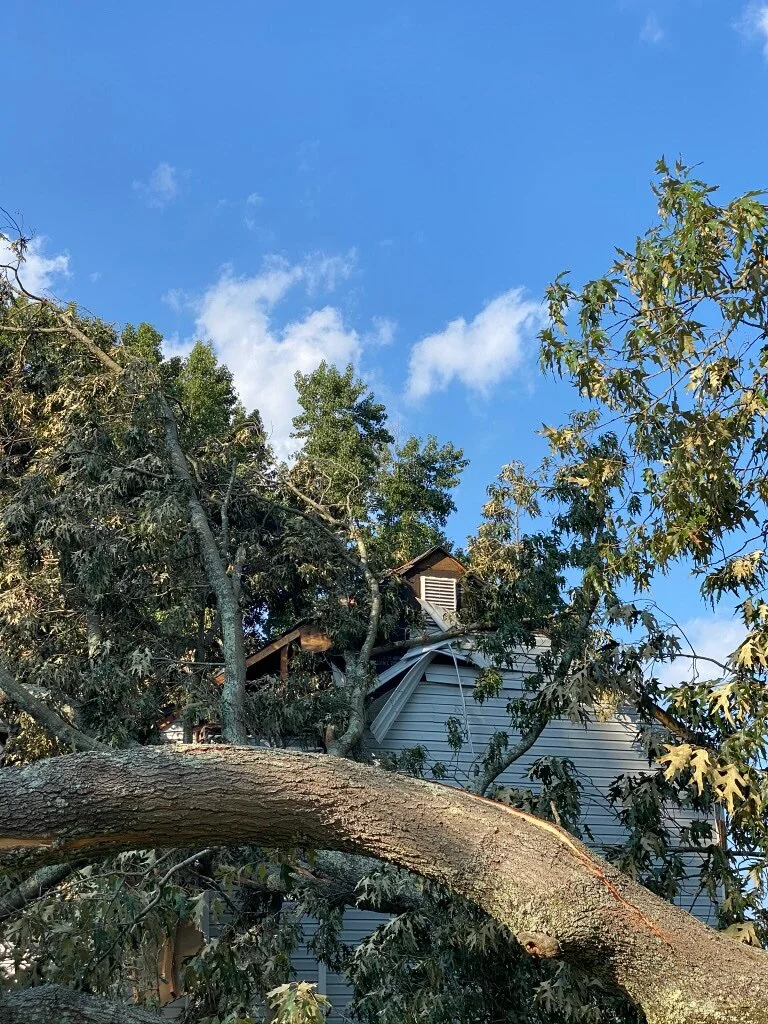 Old Union Tree Solutions