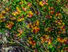 Wonders of Wallum — Noosa EEHub