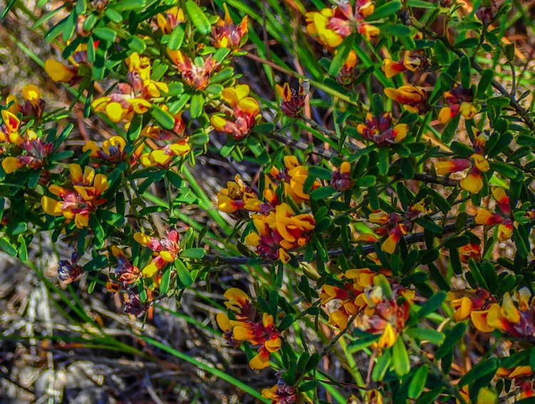 Wonders of Wallum — Noosa EEHub