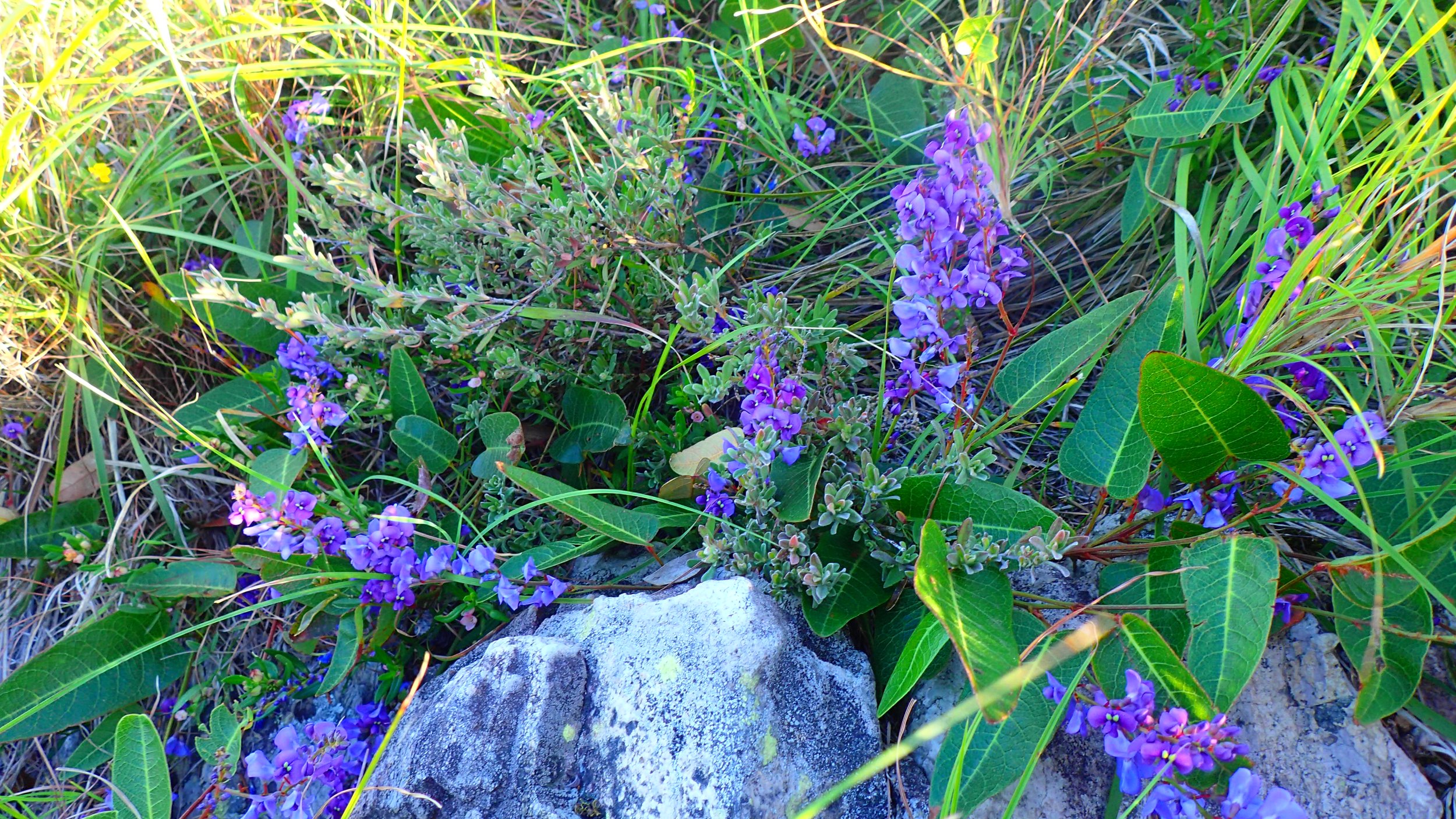 Wonders of Wallum — Noosa EEHub