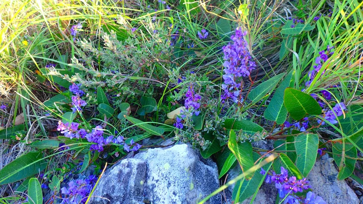 Wonders of Wallum — Noosa EEHub