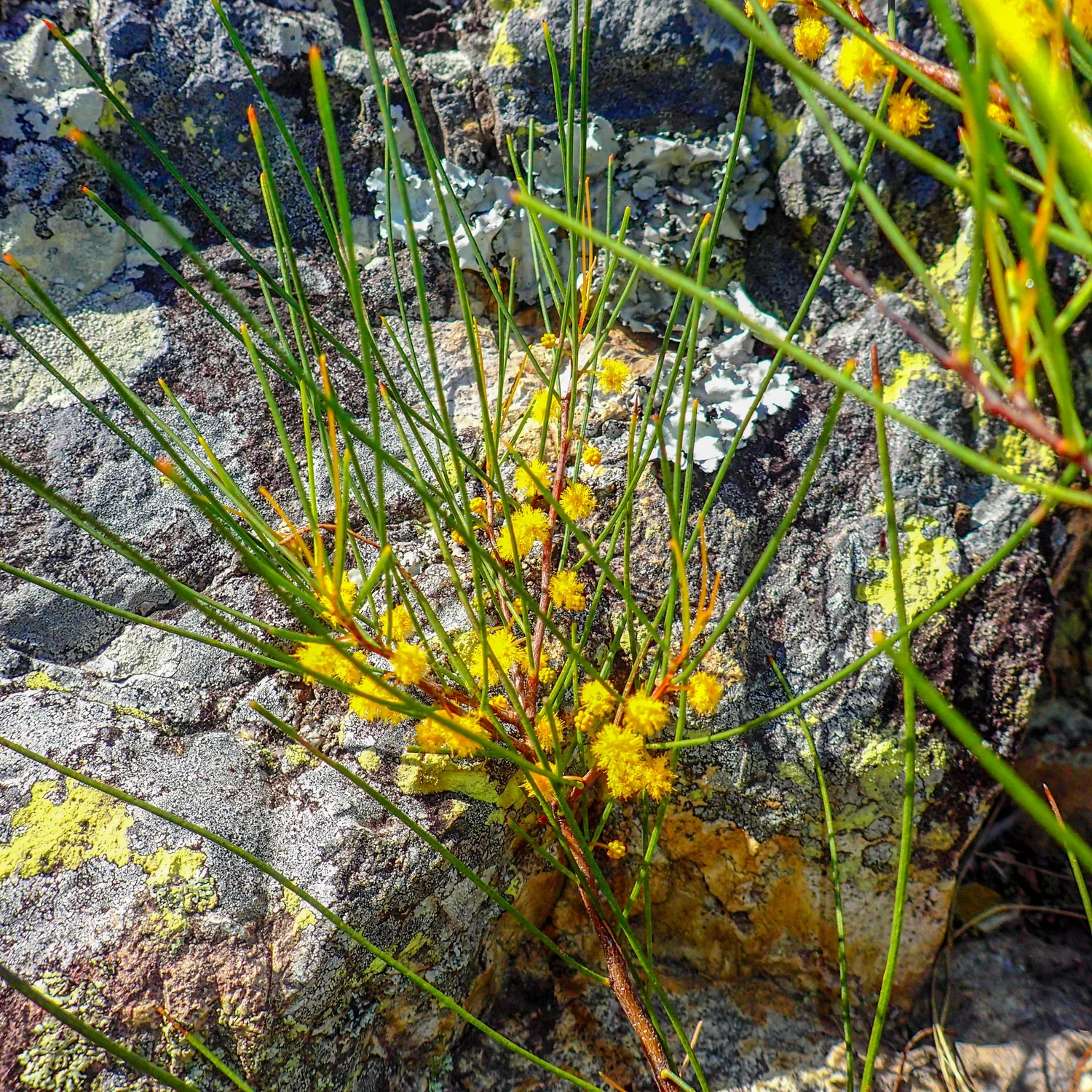 Wonders of Wallum — Noosa EEHub
