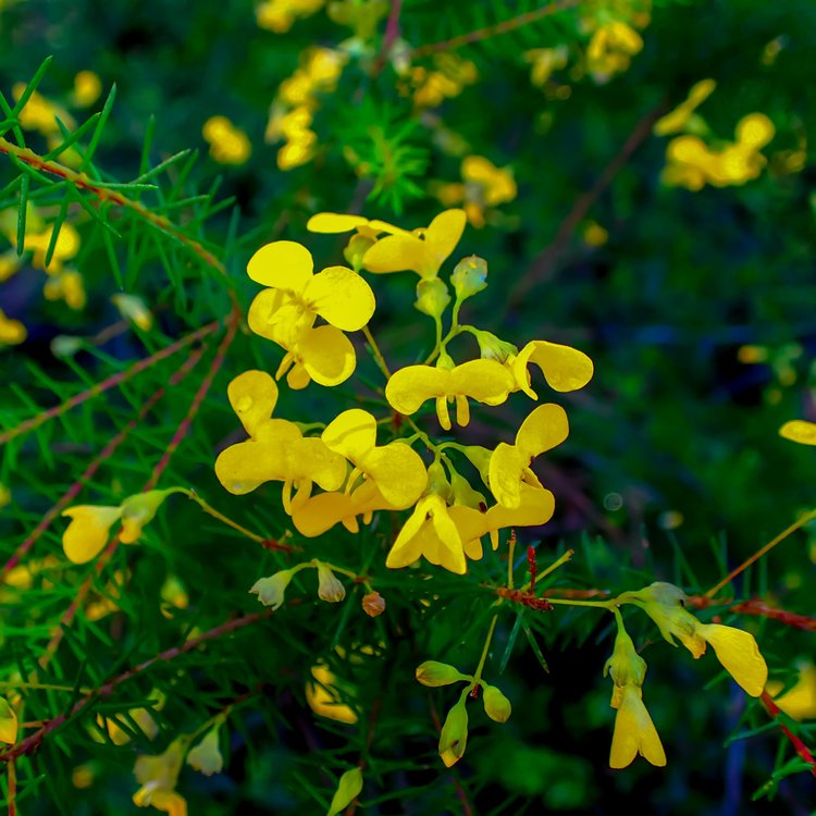 Wonders of Wallum — Noosa EEHub