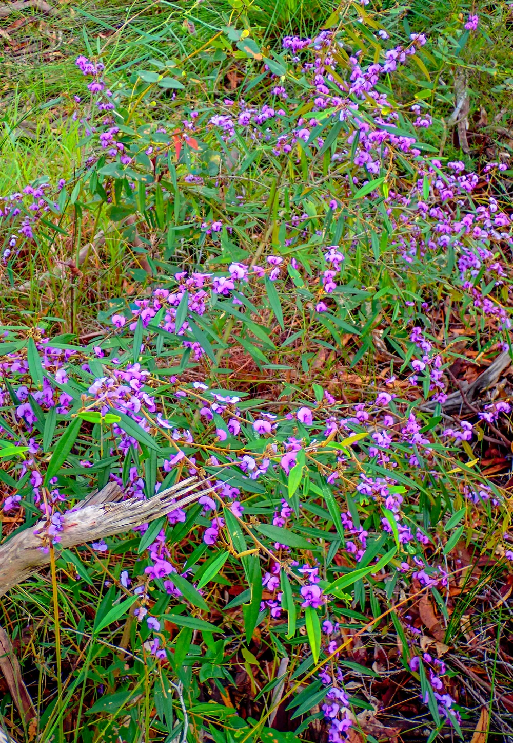 Wonders of Wallum — Noosa EEHub