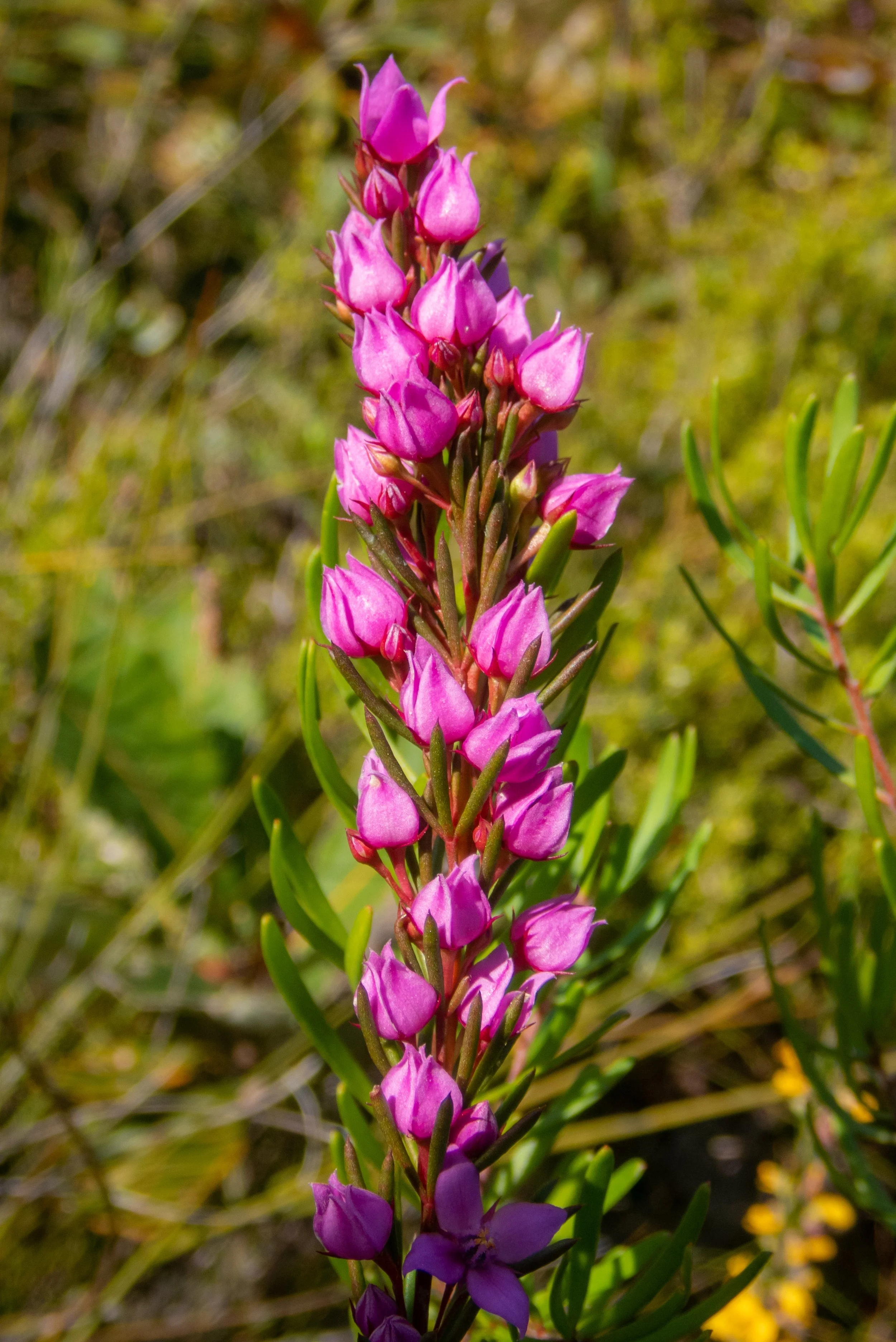 Wonders of Wallum — Noosa EEHub