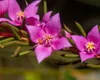 Wonders of Wallum — Noosa EEHub