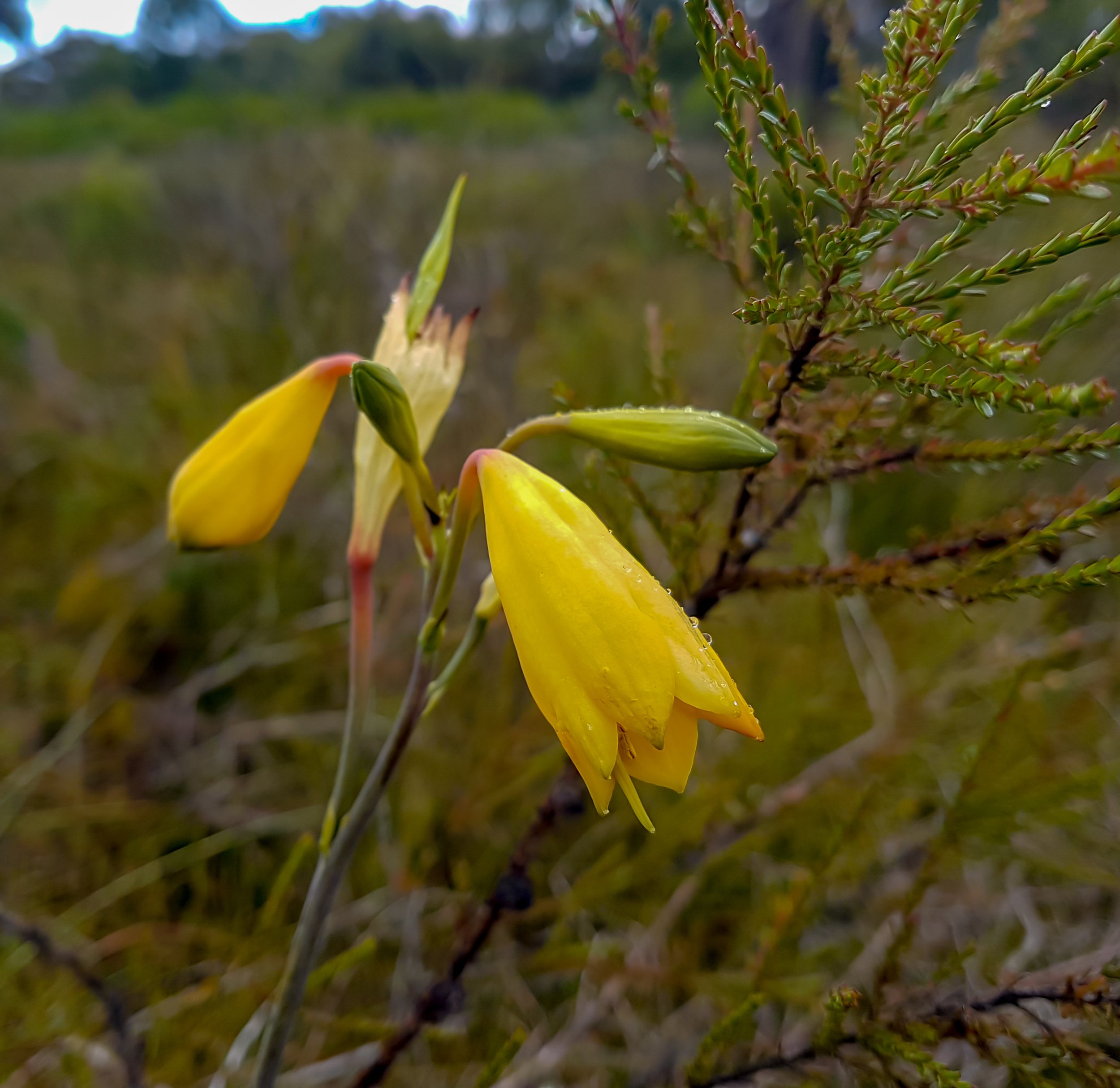 Wonders of Wallum — Noosa EEHub