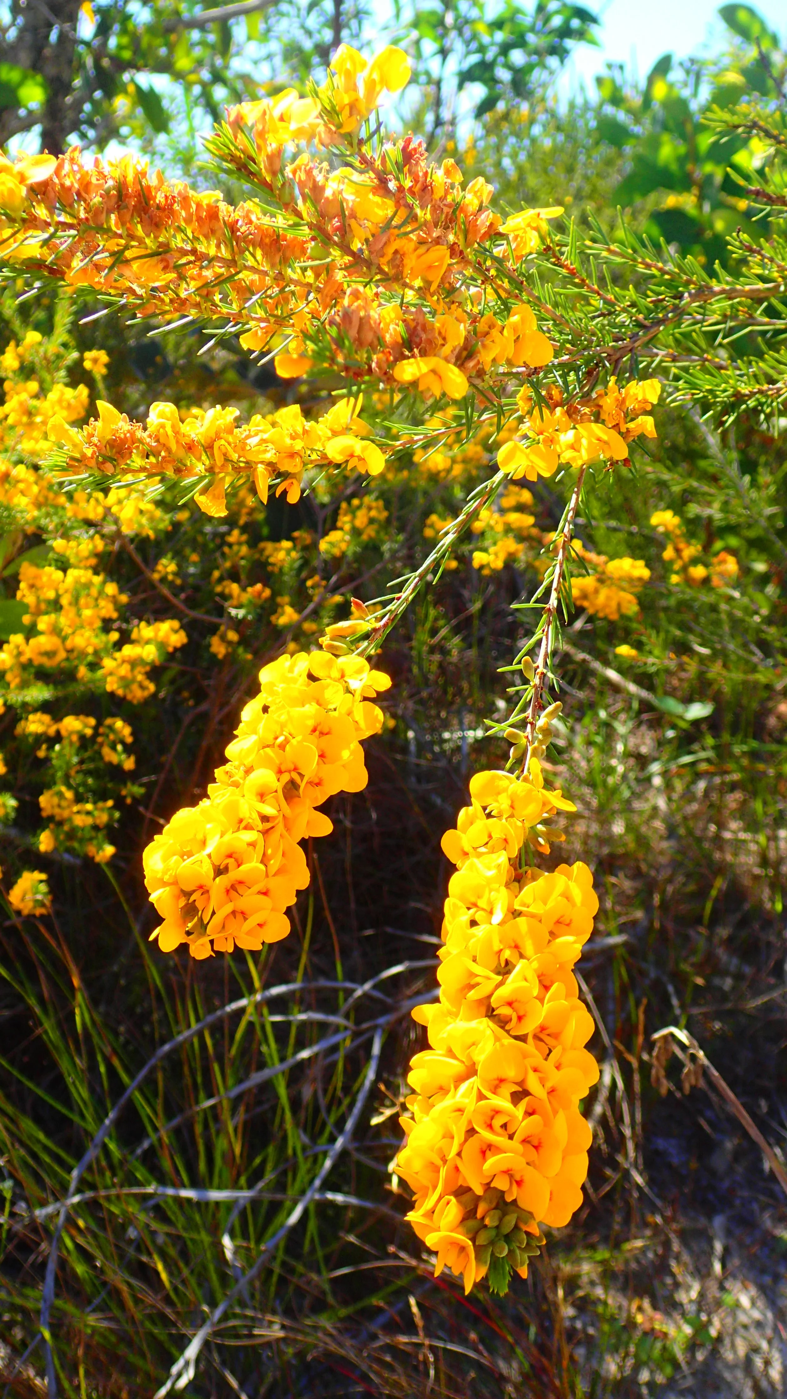 Wonders of Wallum — Noosa EEHub