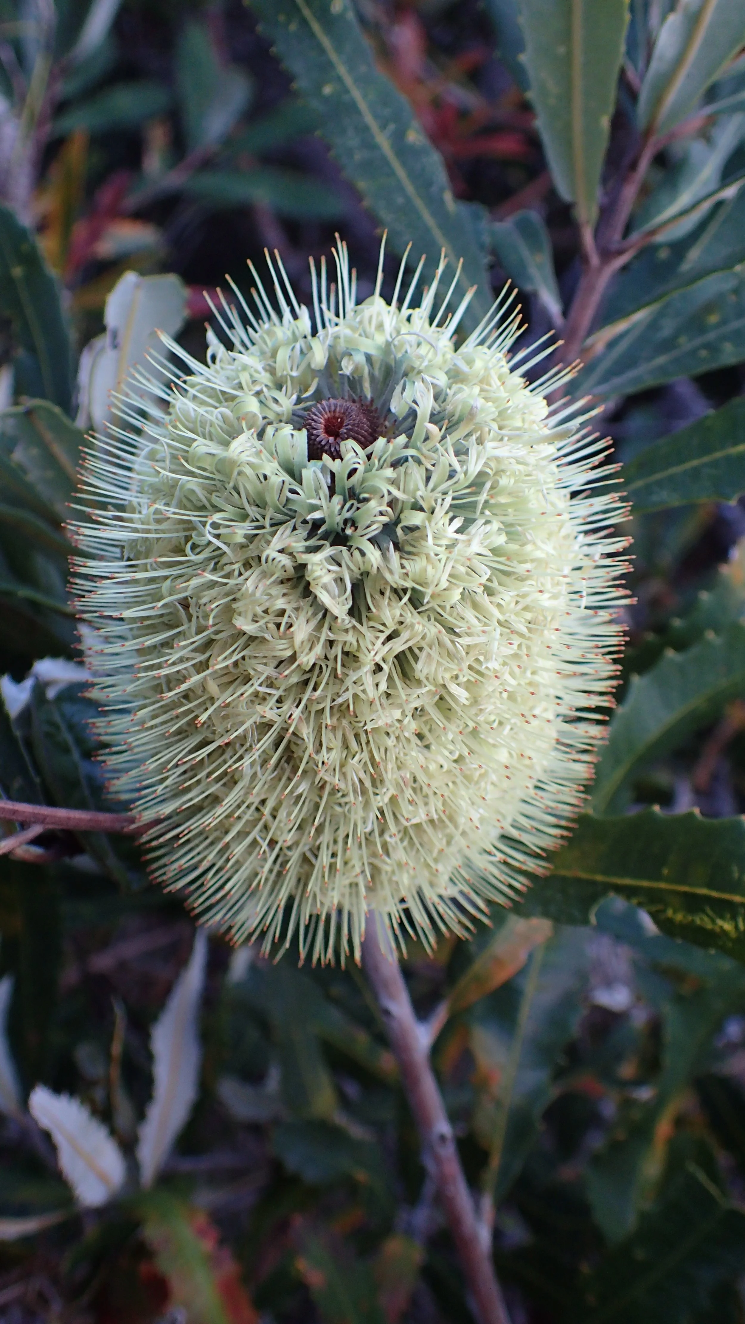 Wonders of Wallum — Noosa EEHub