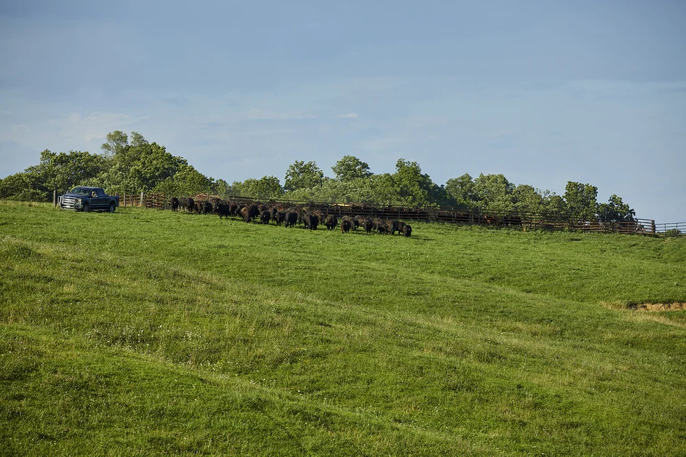 Lone Oak Cattle