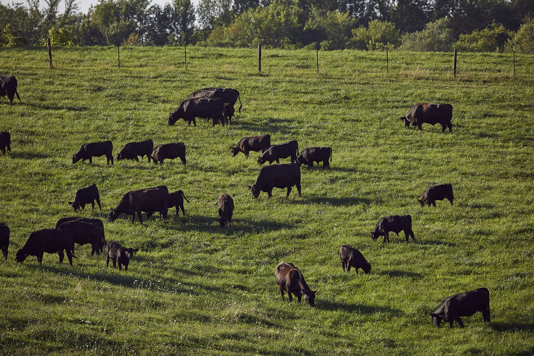Lone Oak Cattle